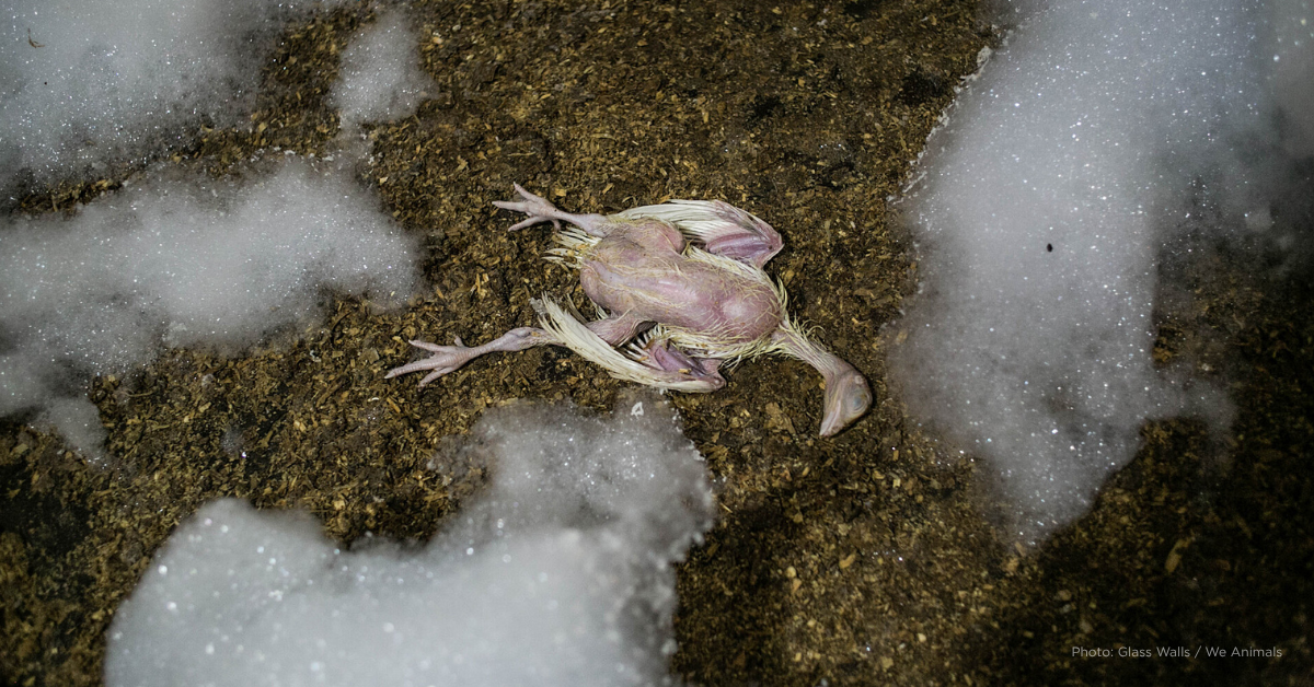 Help End the Cruel Practice of Depopulation | Mercy For Animals