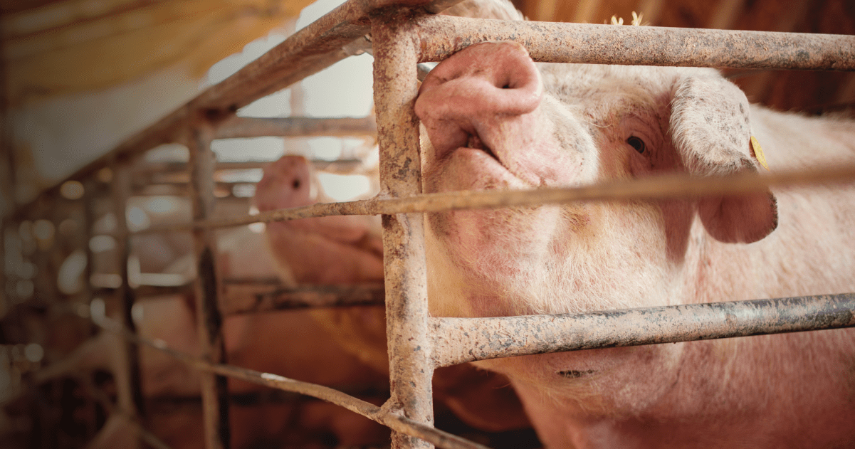 Oppose the Food Security and Farm Protection Act | Mercy For Animals