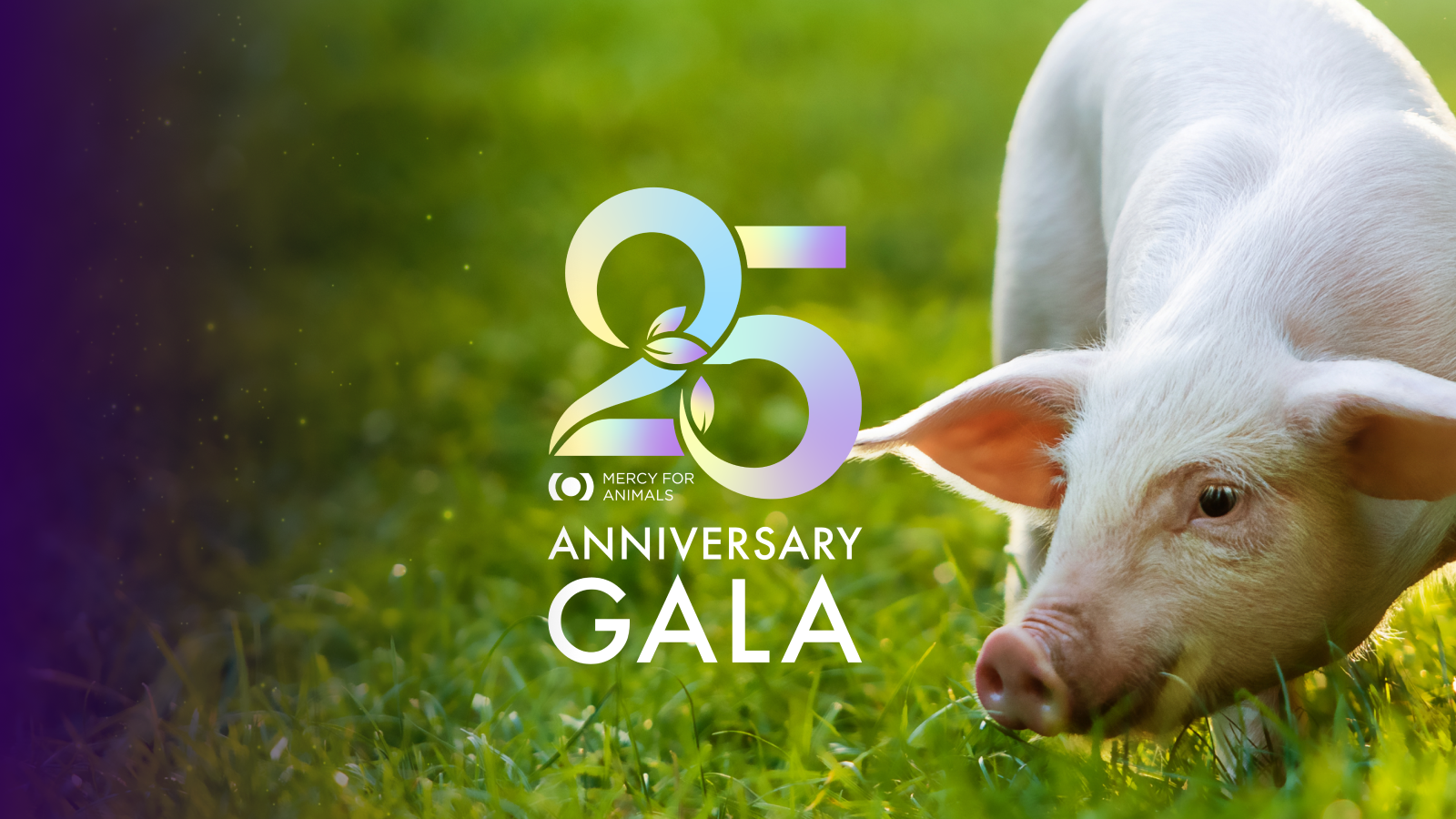 Celebrate 25 Years of Global Growth | Mercy For Animals