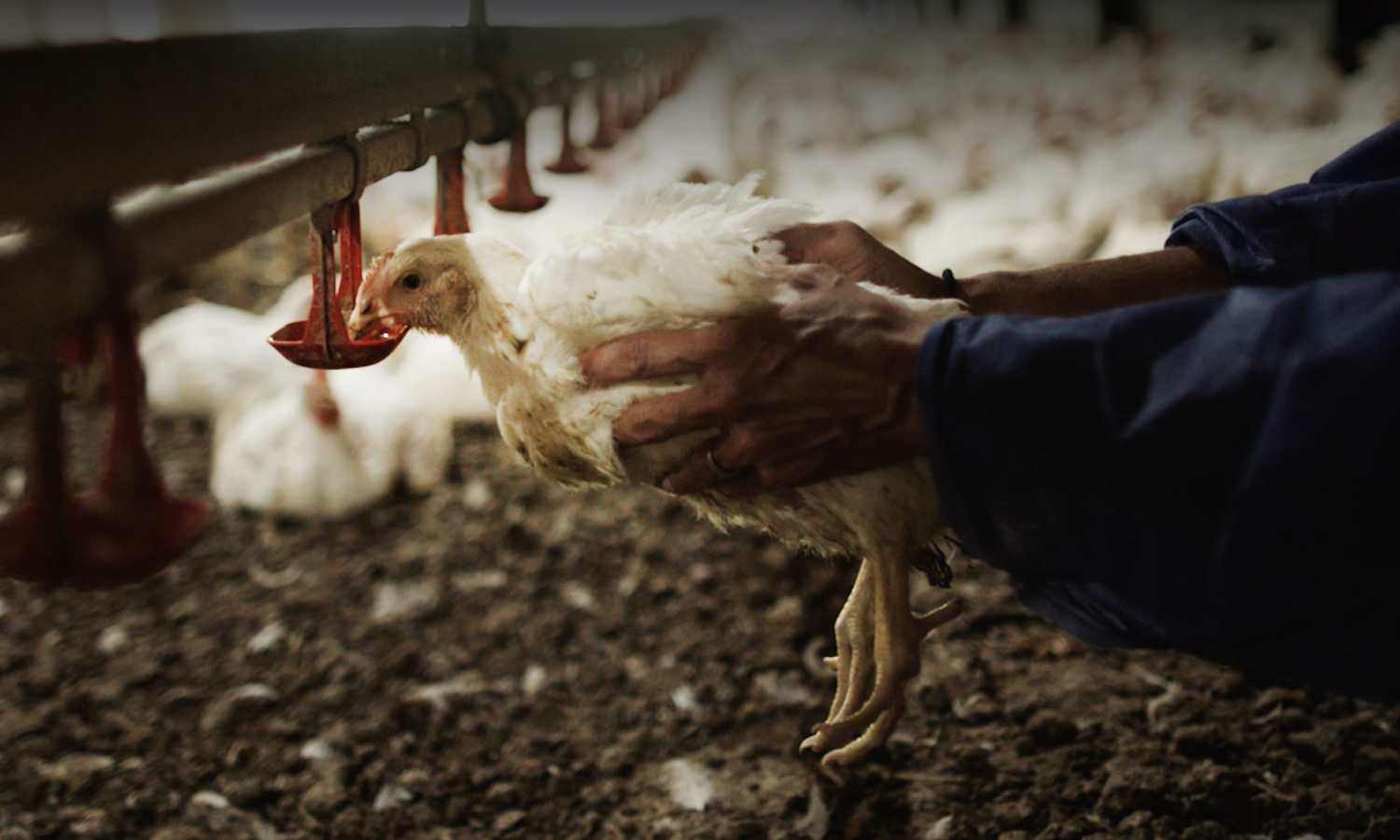 Become a Hero for Farmed Animals | Mercy For Animals