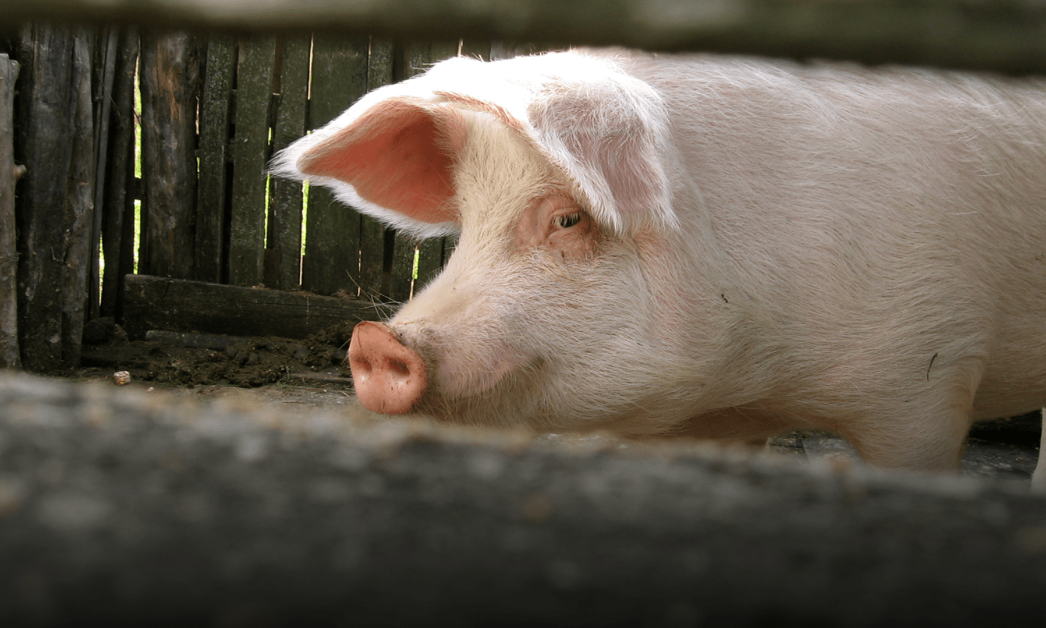 Support the Pigs and Public Health Act | Mercy For Animals
