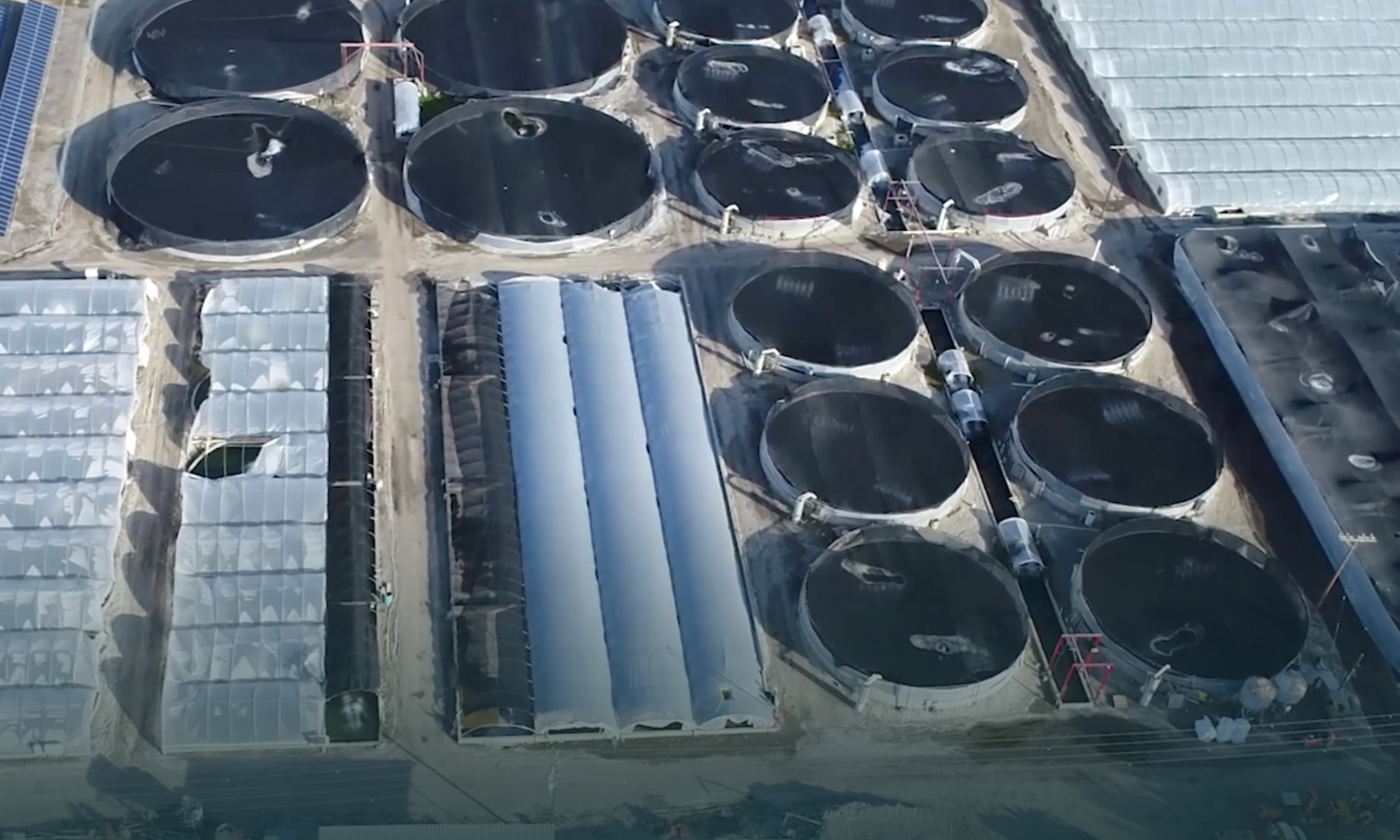 The Truth About Fish Factory Farms | Mercy For Animals