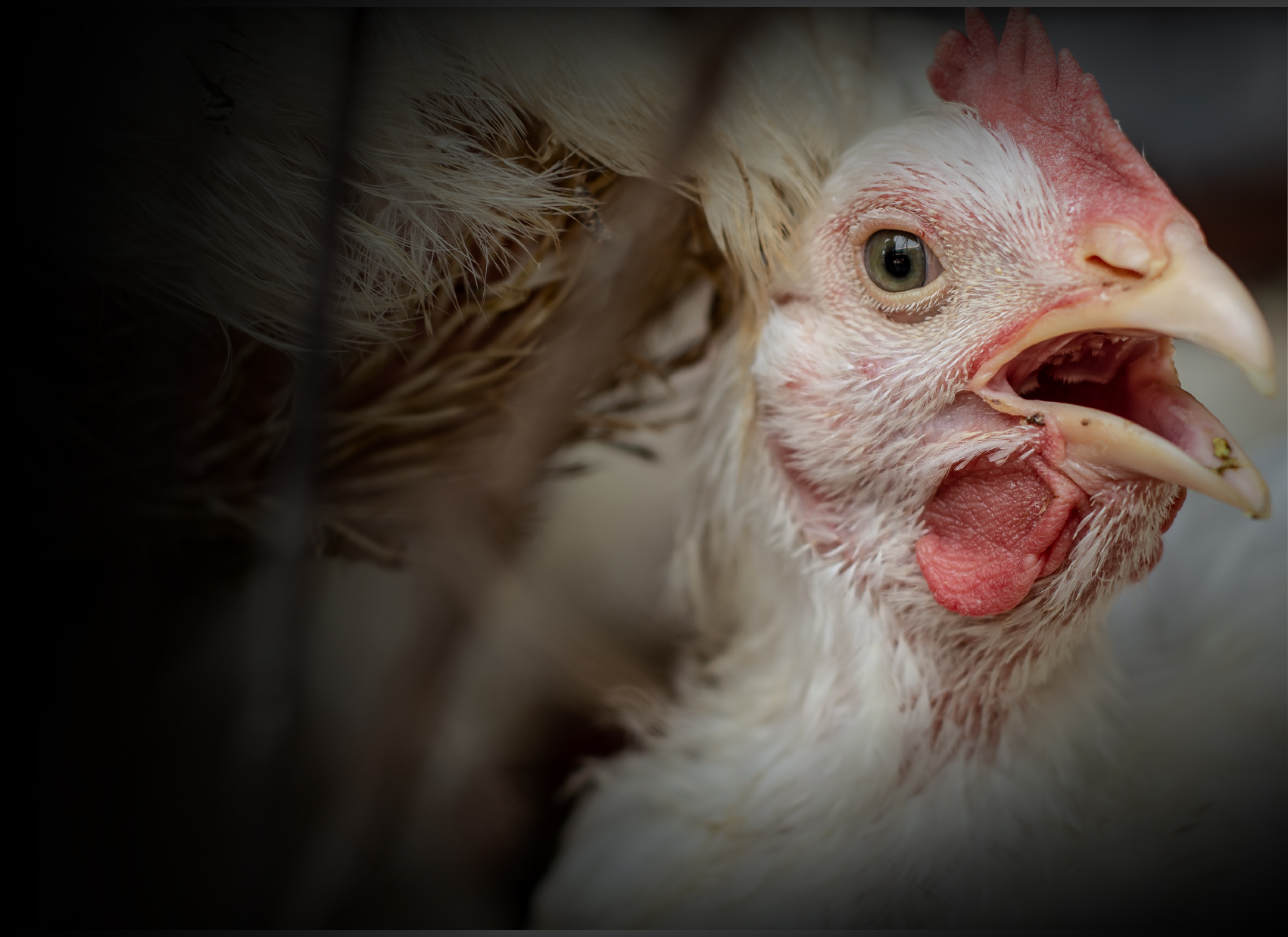 “Standard practice”? Total cruelty. | Mercy For Animals